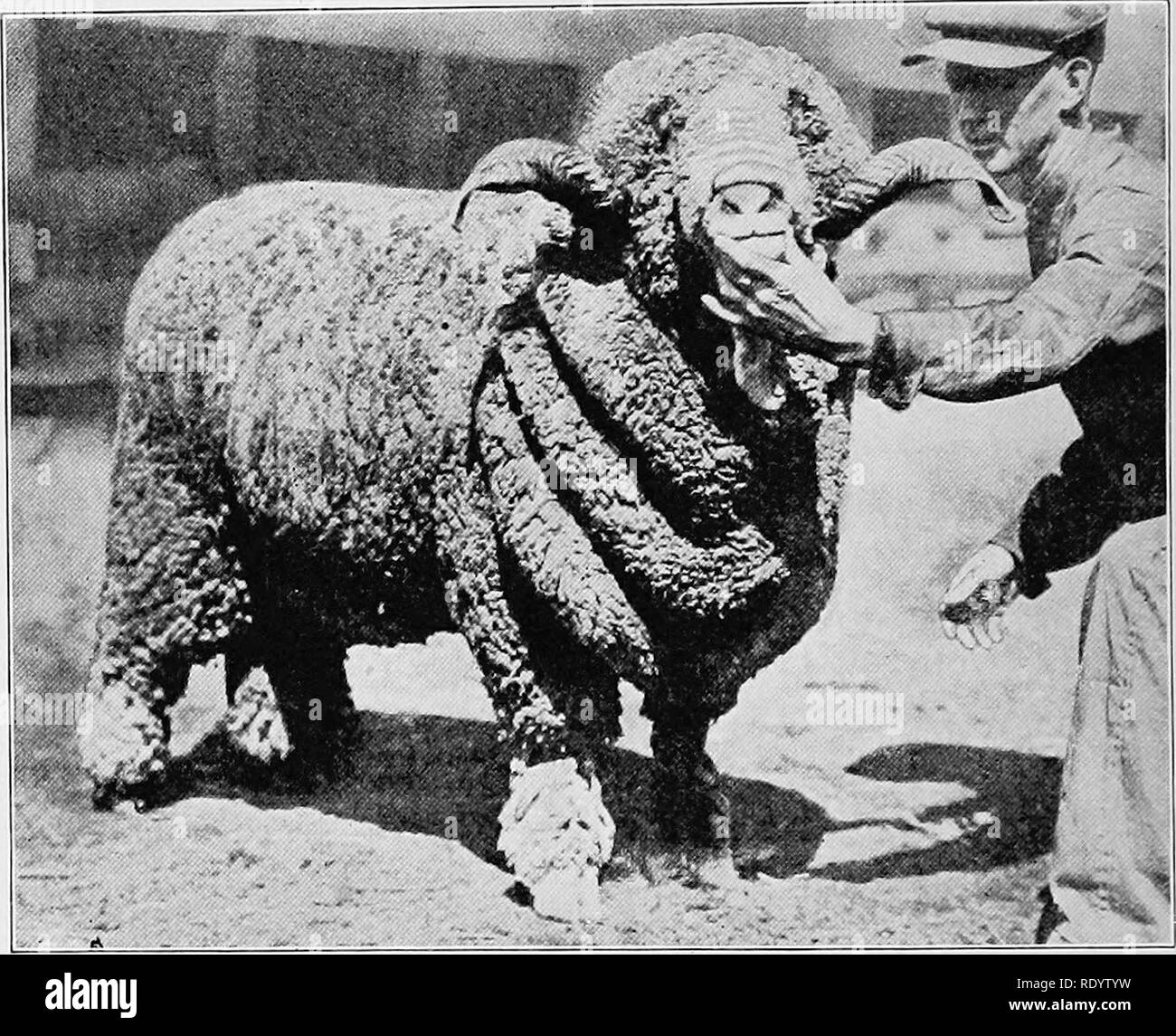 Rambouillet sheep hi-res stock photography and images - Alamy