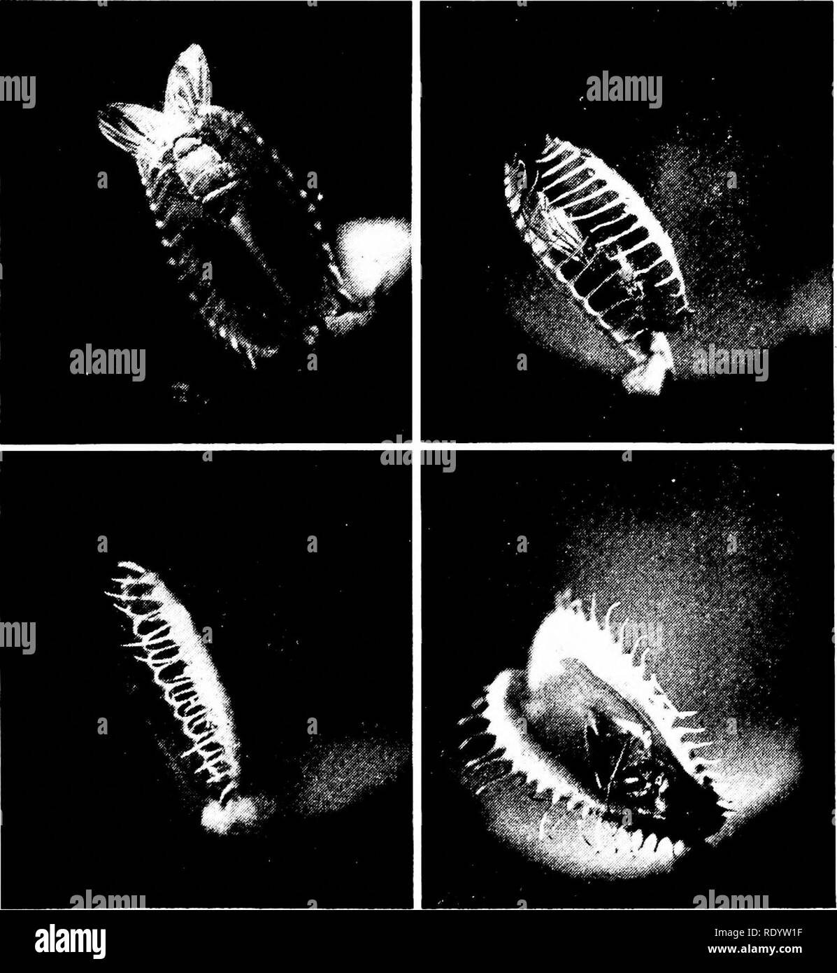 . Principles of modern biology. Biology. in plants are turgor movements ...