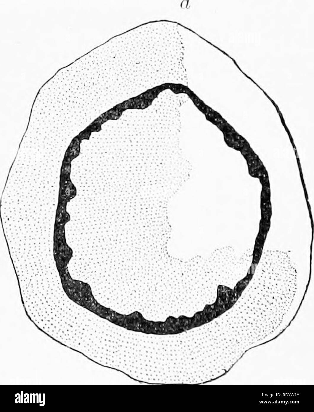 Sectorial chimera hi-res stock photography and images - Alamy