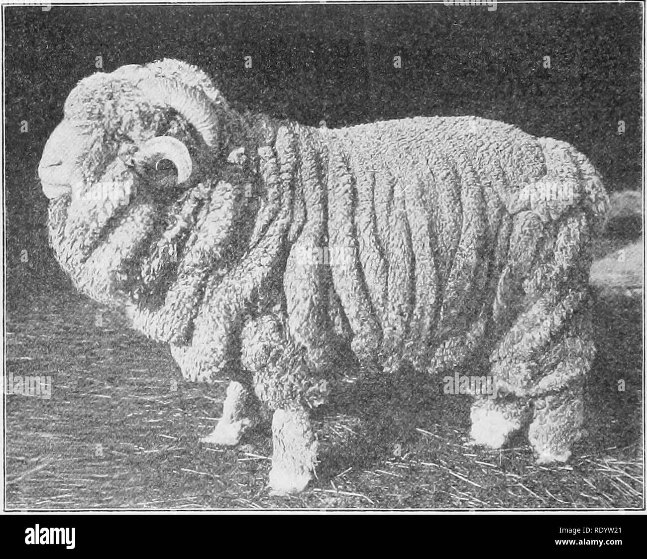 . Types and breeds of farm animals. Livestock. 482 SHEEP the great ...