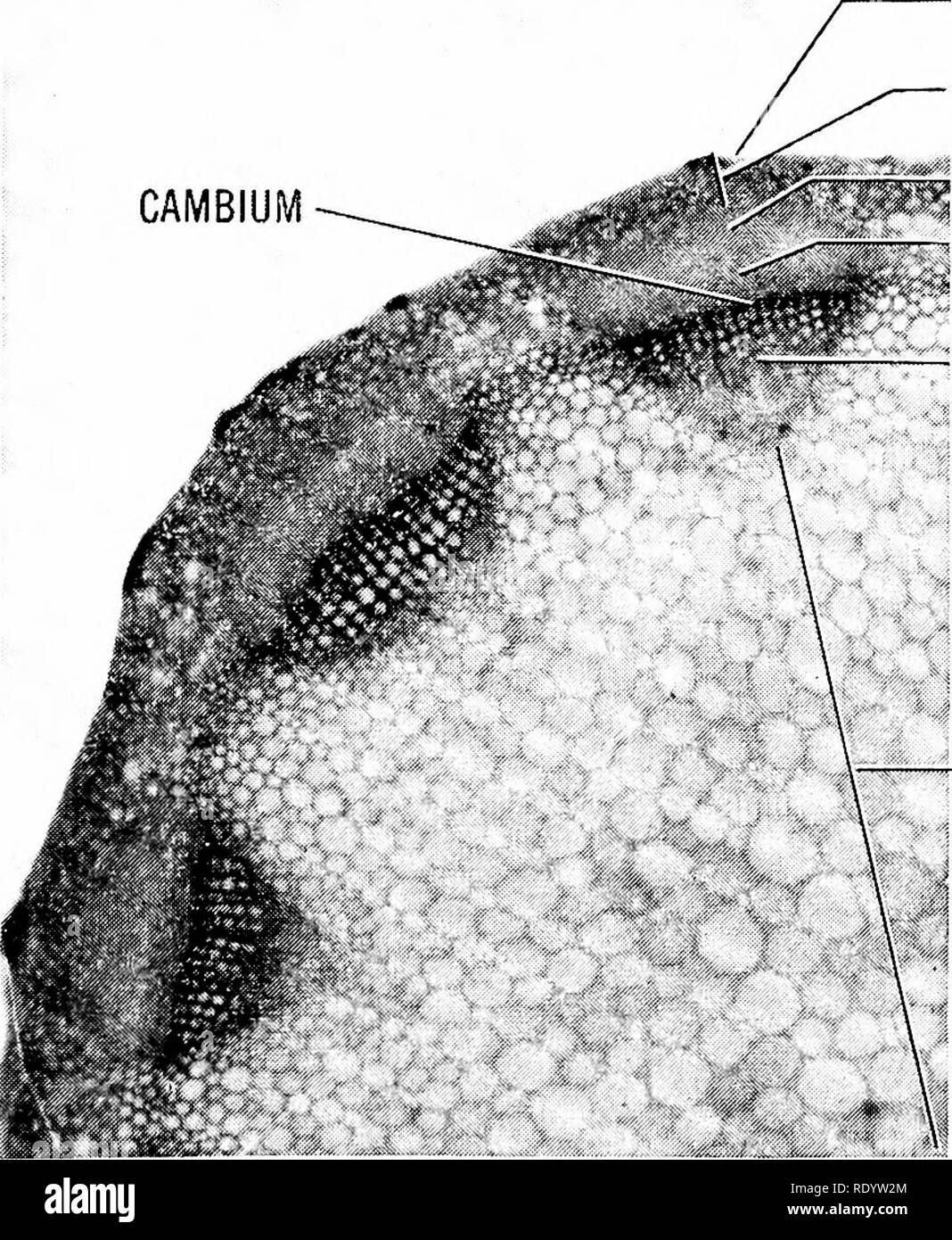 Cortex photomicrograph hi-res stock photography and images - Alamy