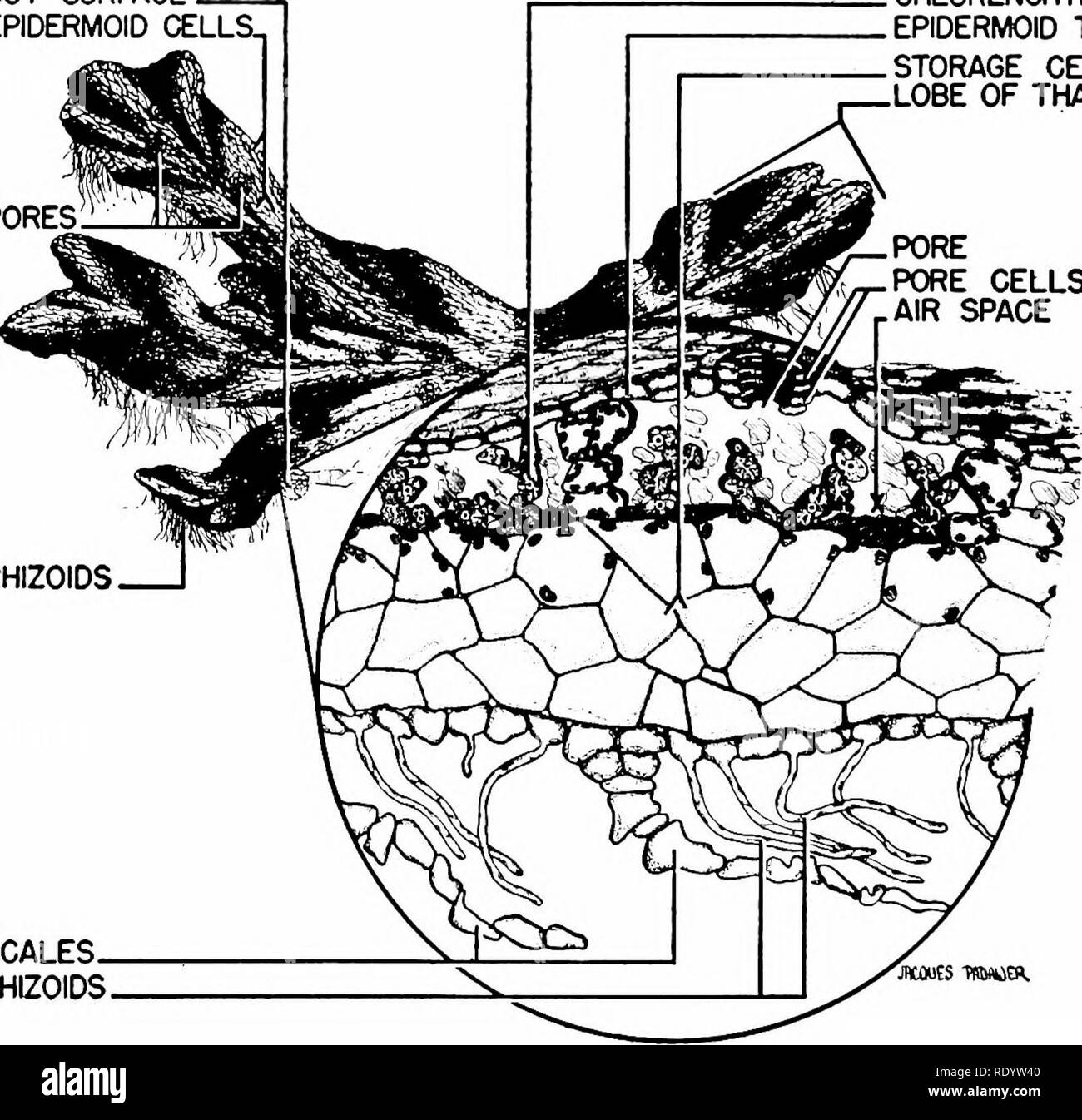 Multicellular Definition