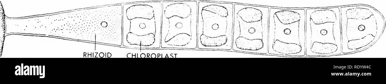 . Principles of modern biology. Biology. U3aNutrition of Multicellular ...