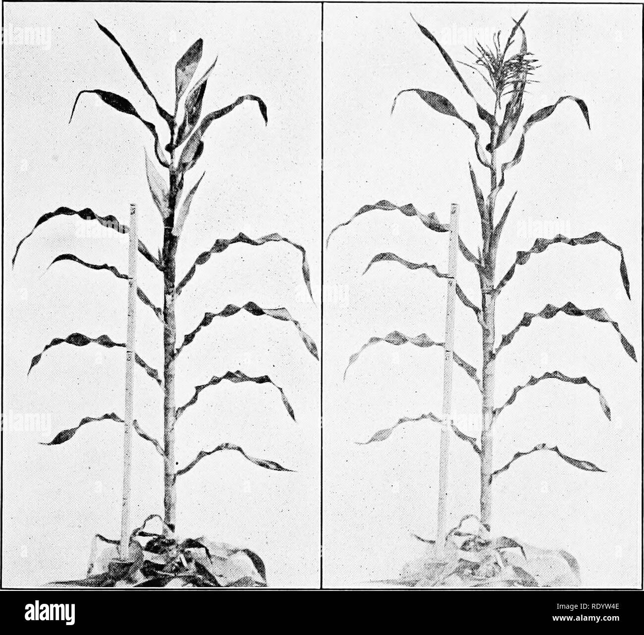 Pollen of maize Black and White Stock Photos & Images - Alamy