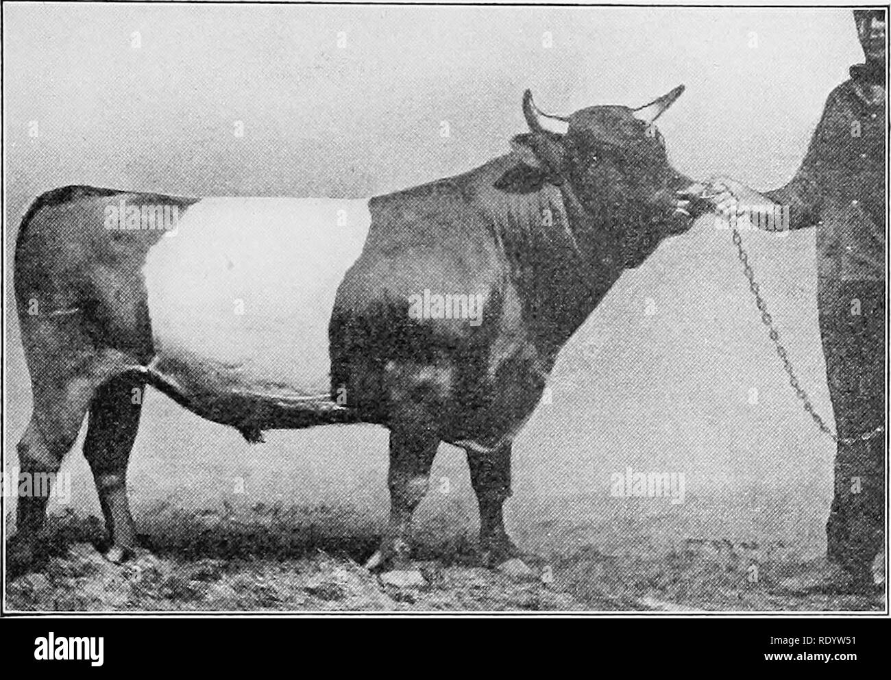 Three holstein friesian cows in Black and White Stock Photos & Images ...