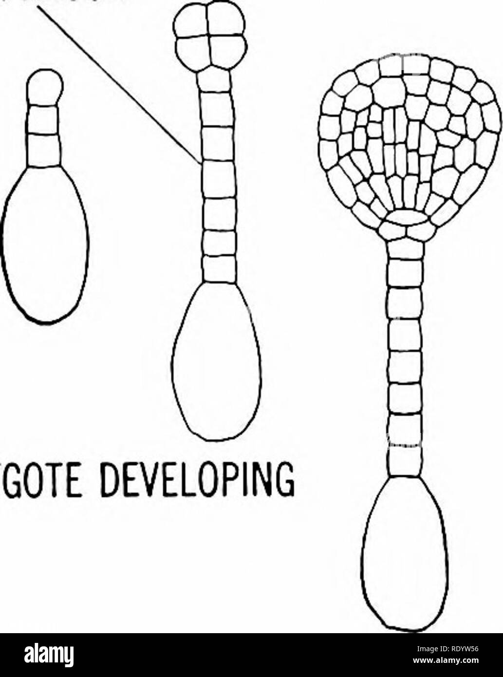 Plant Embryo Epicotyl