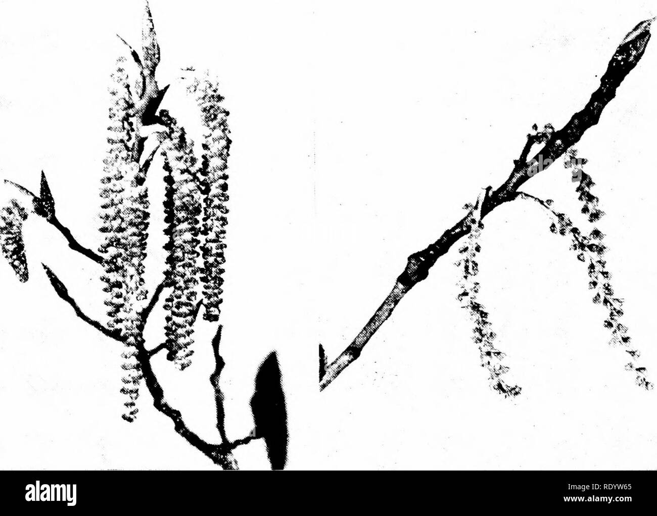 Populus deltoides Black and White Stock Photos & Images - Alamy