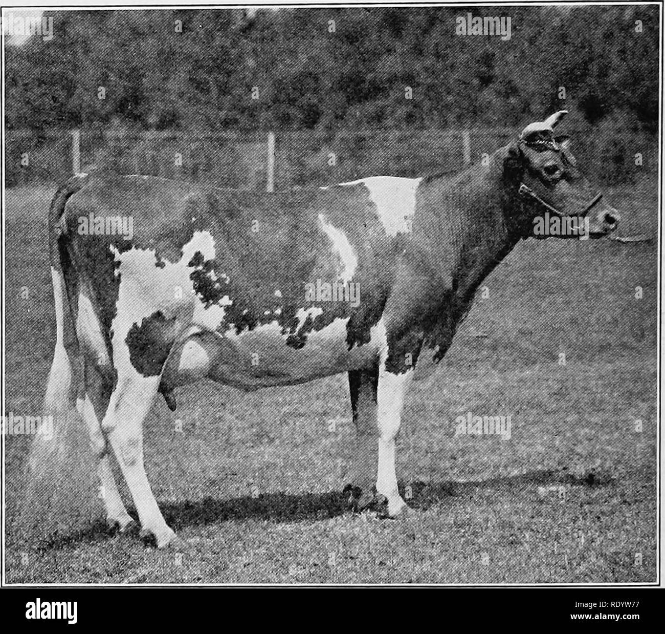 My daughters cows hi-res stock photography and images - Alamy