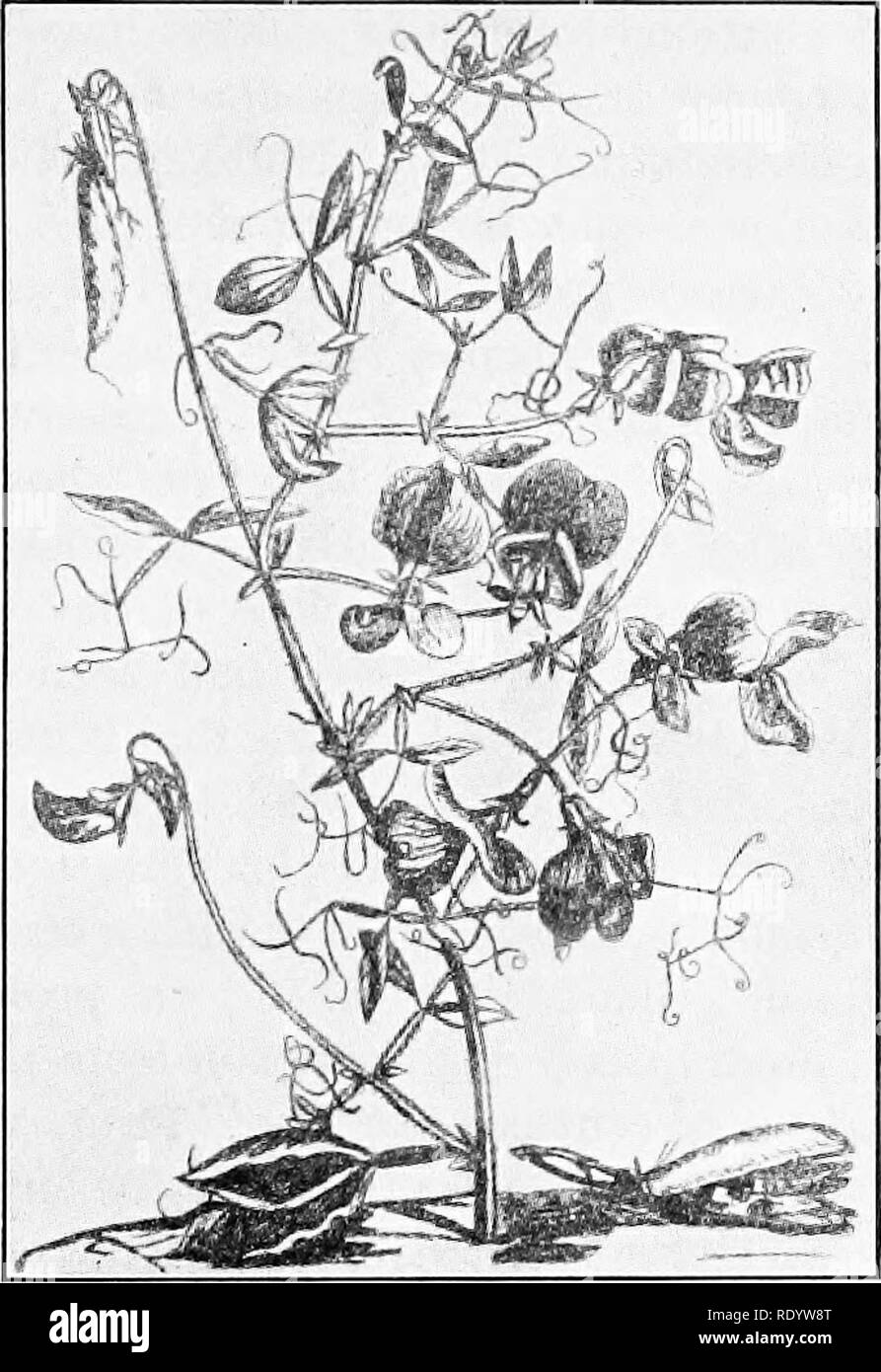 Variation In Plants
