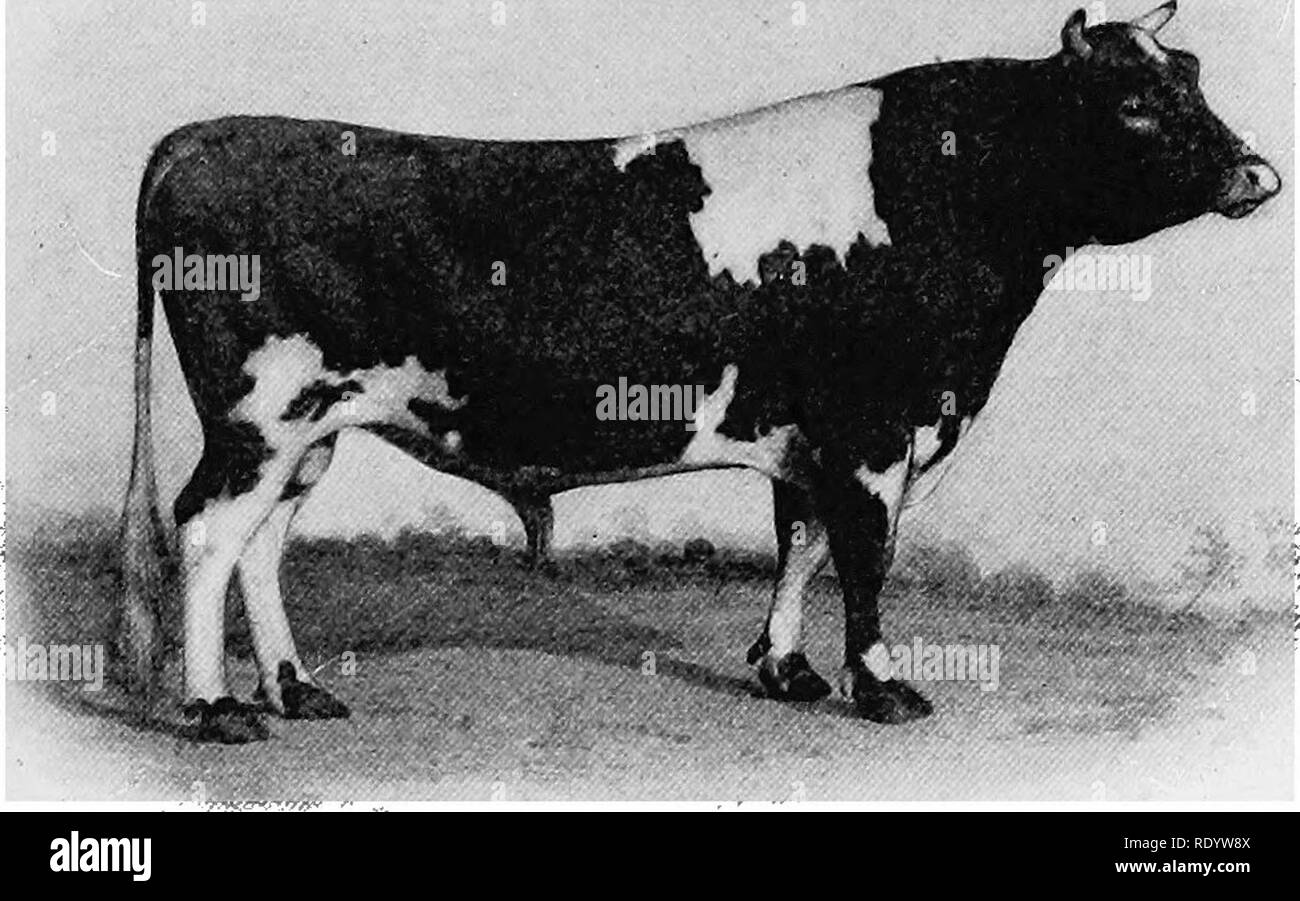 . Types and breeds of farm animals. Livestock. THE GUERNSEY 389 now ...