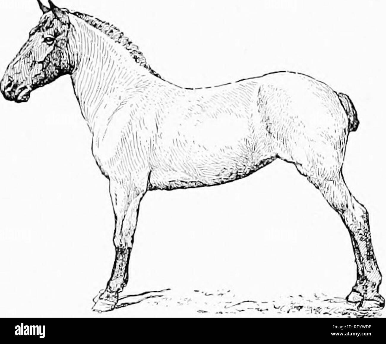 Horse and hack carriage hi-res stock photography and images - Alamy