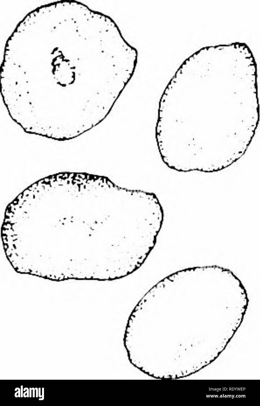 Potato Starch Grains Black and White Stock Photos & Images - Alamy