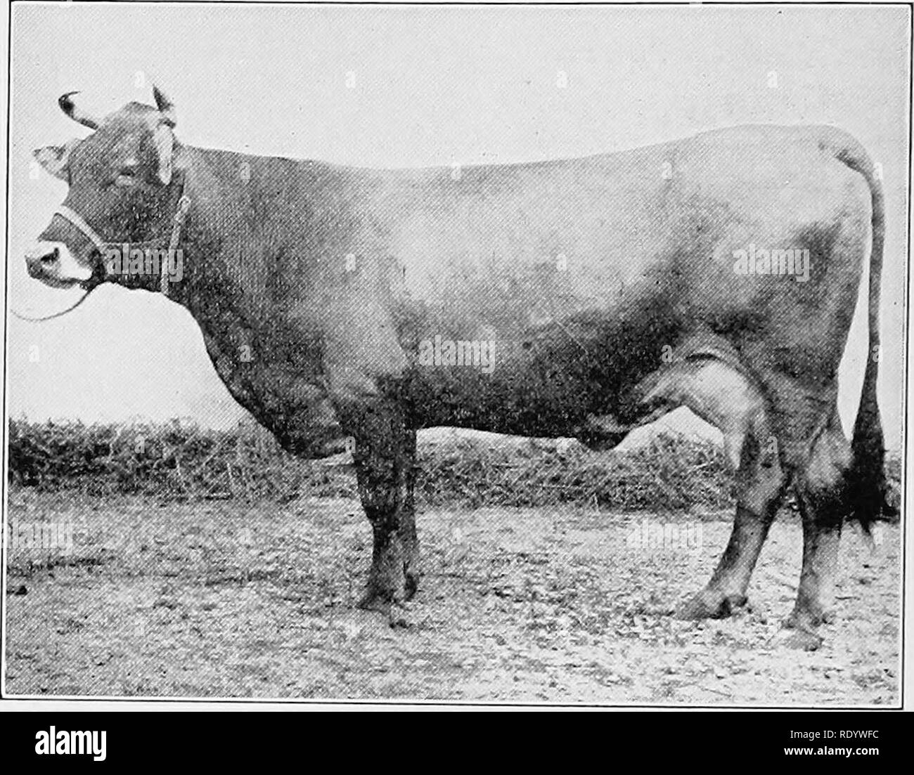 Deep red cattle High Resolution Stock Photography and Images - Alamy