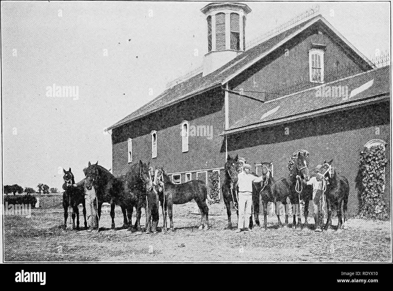 . Types and breeds of farm animals. Livestock. THE PERCHERON "5 ...