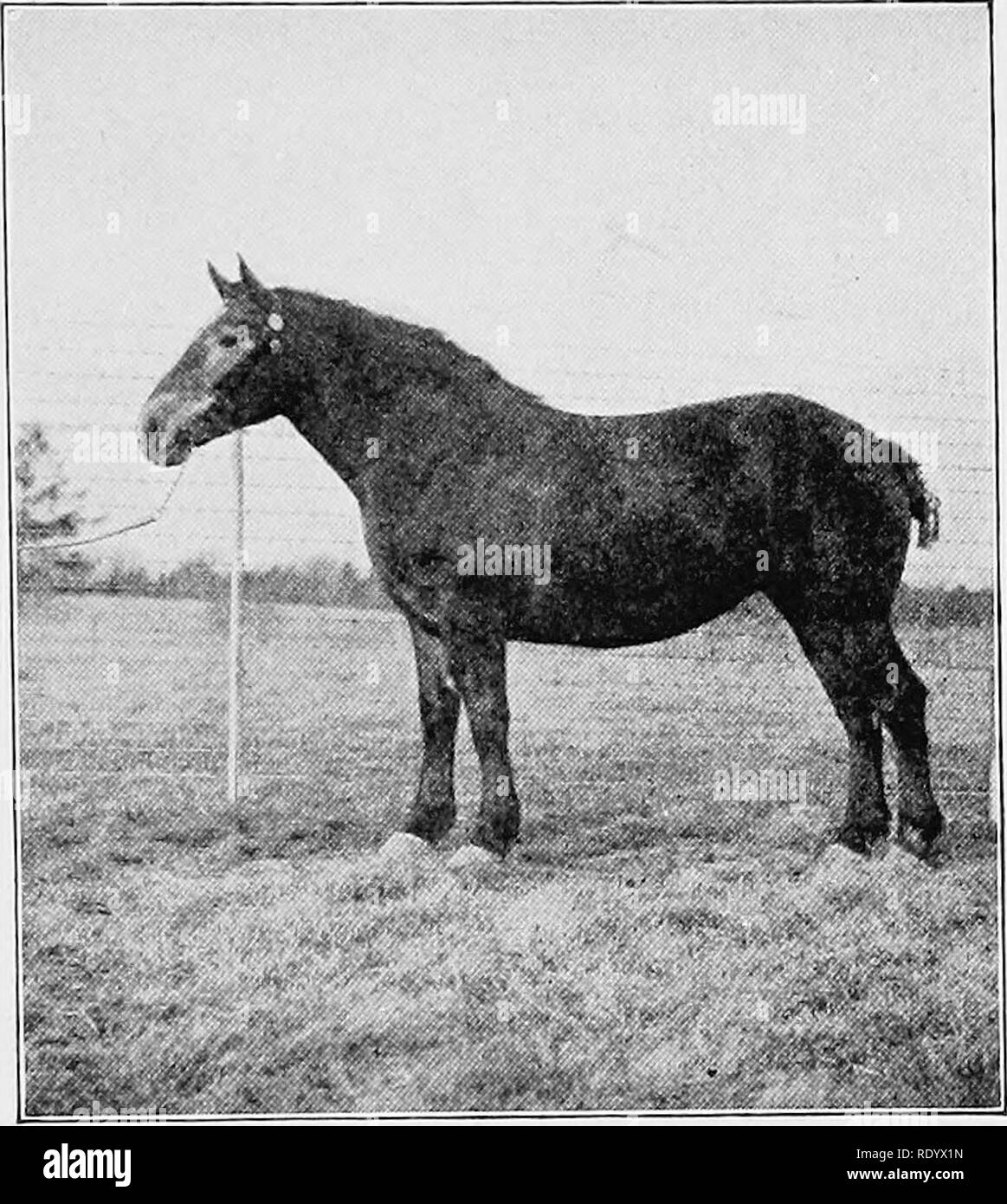 . Types and breeds of farm animals. Livestock. THE PERCHERON 103 high ...