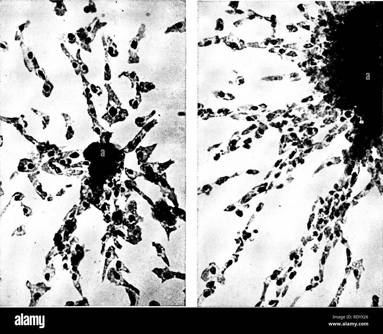 Multi cellular organism hi-res stock photography and images - Alamy