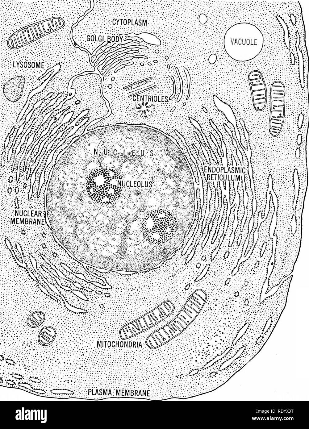 . Principles of modern biology. Biology. Protoplasm, the Cell, and the ...