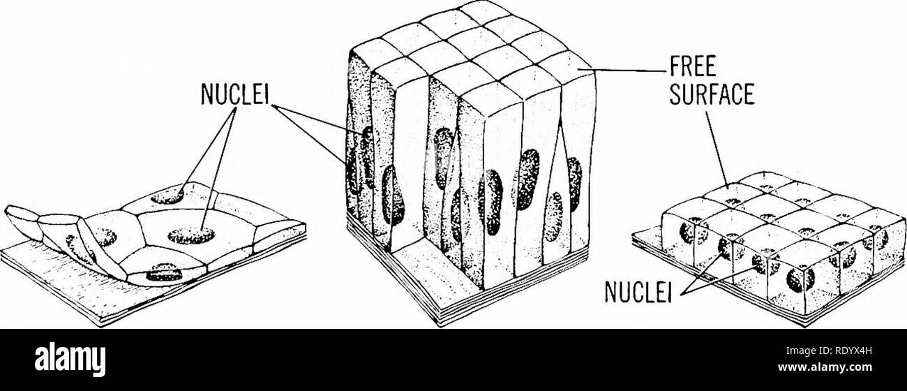 . Principles of modern biology. Biology. Fig. 2-7. Two nerve cells in ...