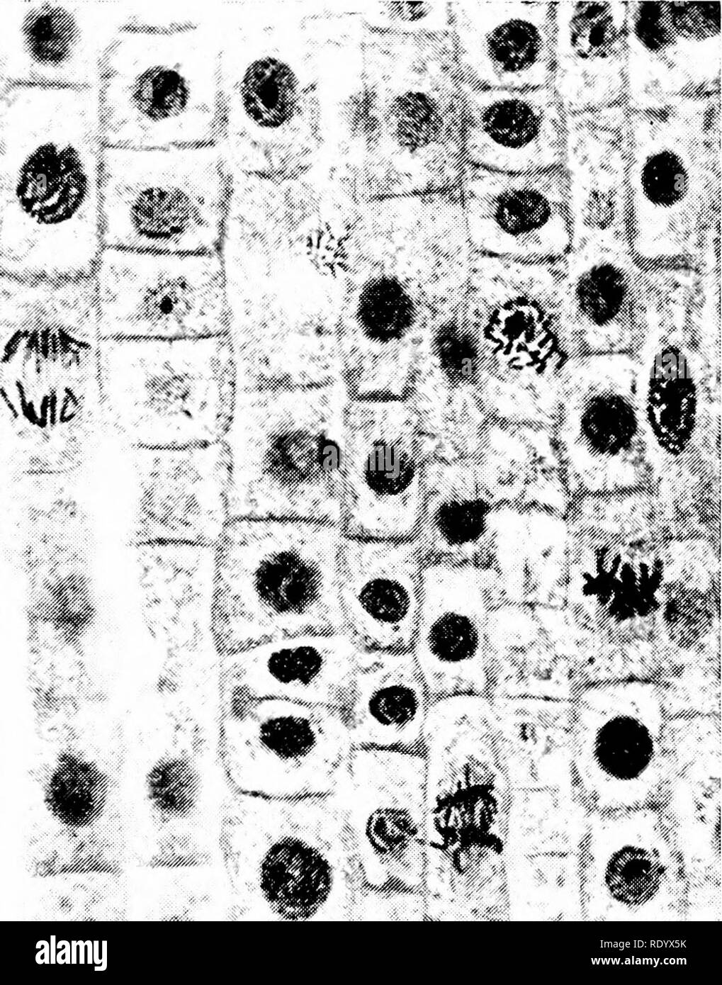 Cell membrane nucleus cytoplasm Black and White Stock Photos & Images - Alamy