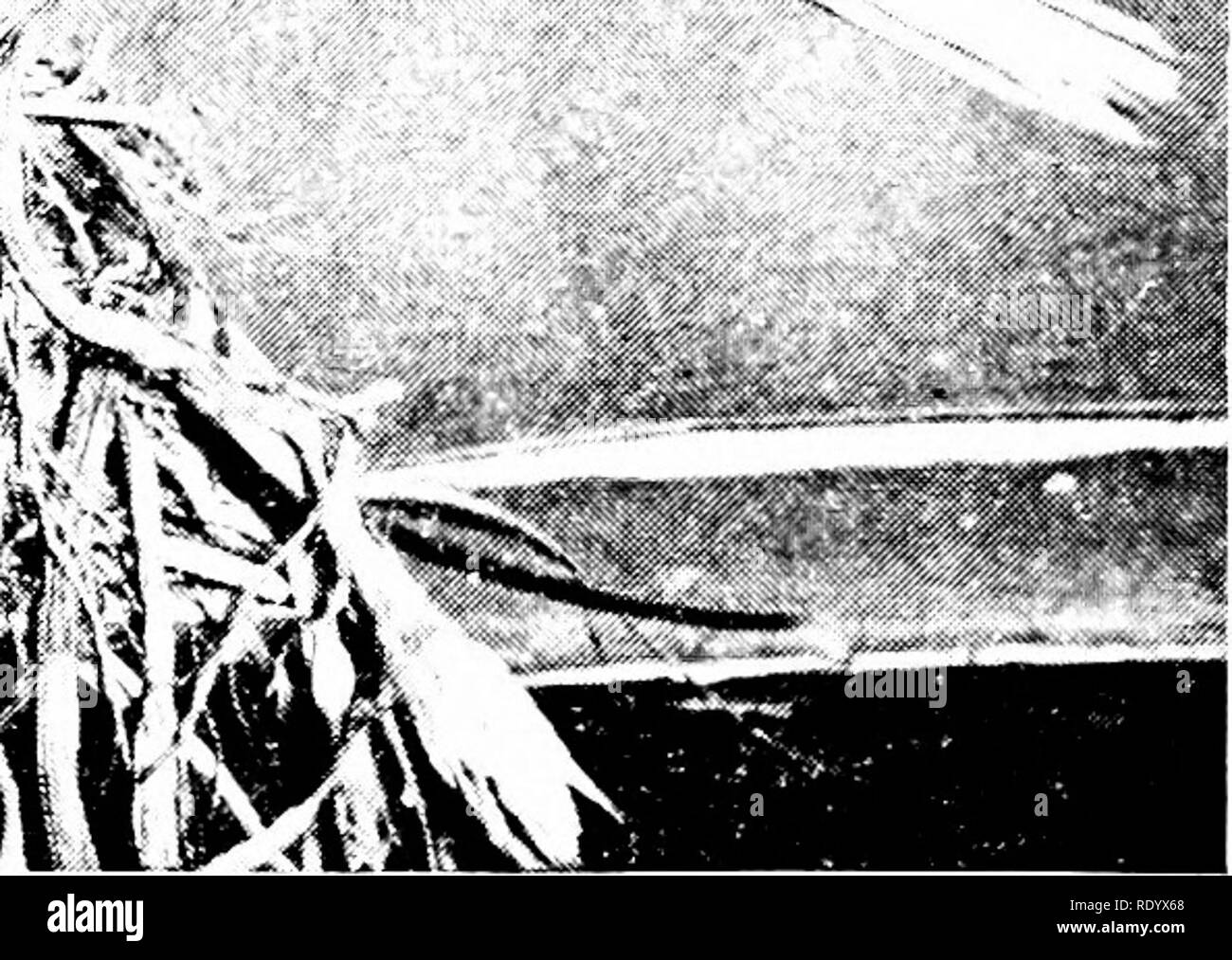 Responsiveness Biology