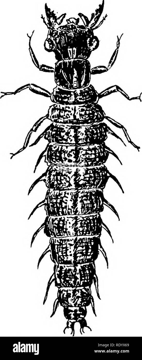 . Goldfish breeds and other aquarium fishes, their care and propagation ...