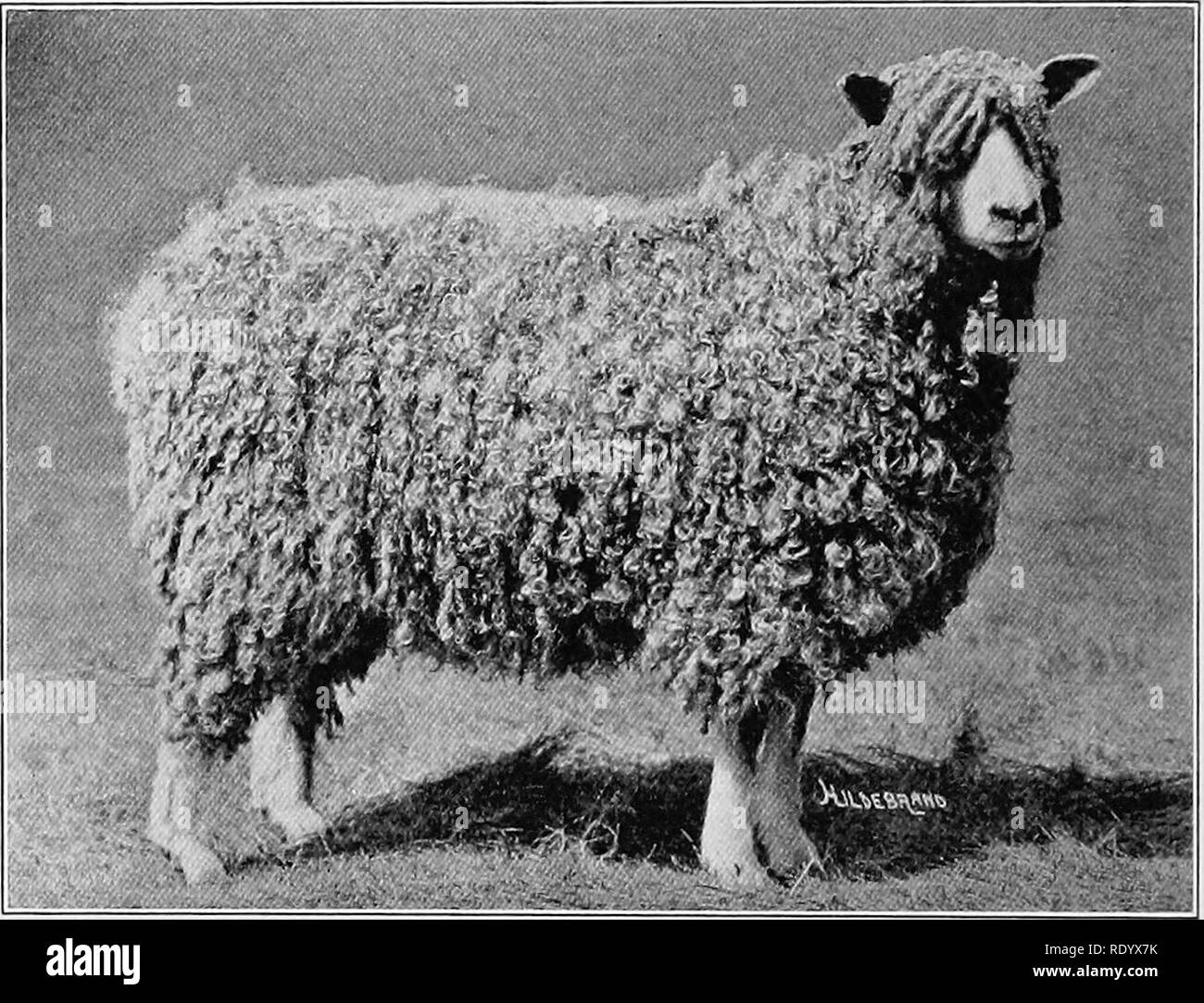 . The fundamentals of live stock judging and selection . Livestock. 416 ...