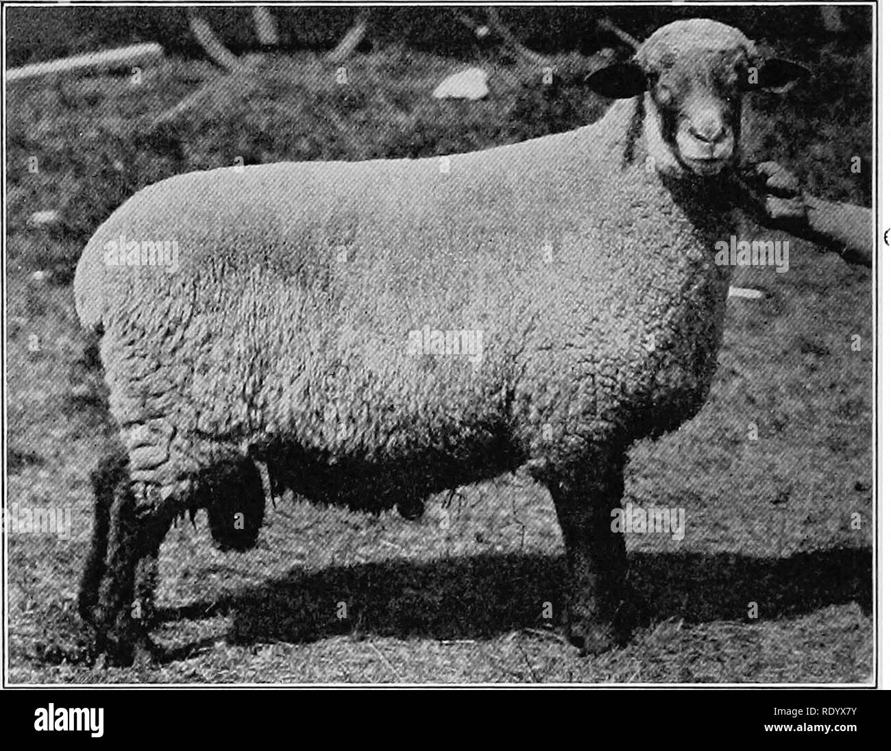 Tunis Sheep High Resolution Stock Photography and Images - Alamy