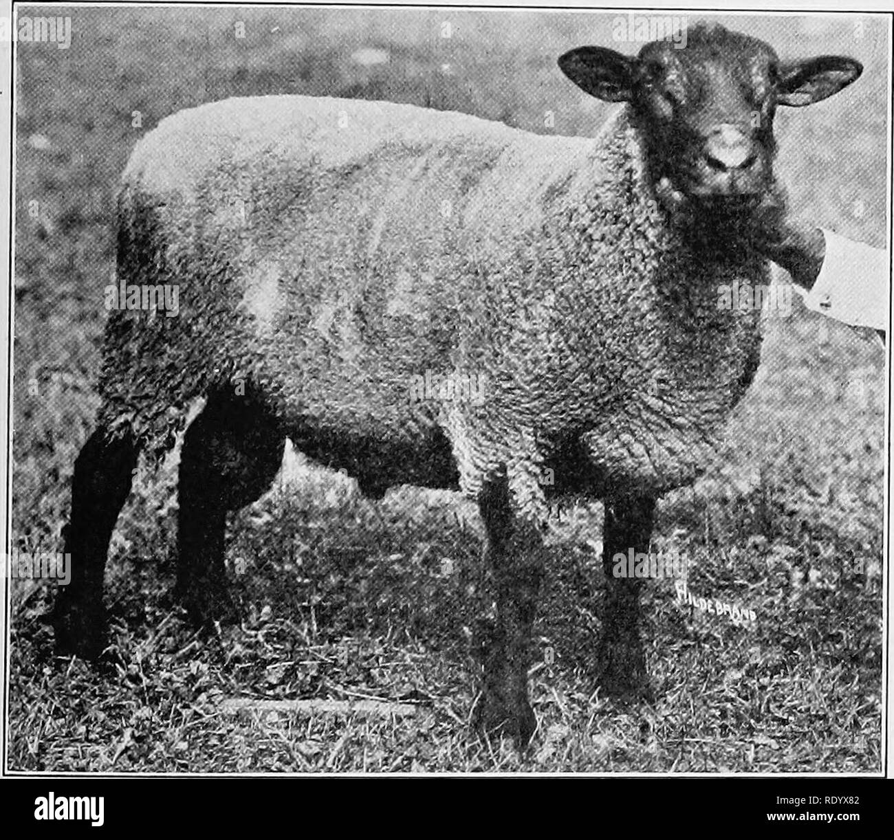 Suffolk Ram High Resolution Stock Photography and Images - Alamy