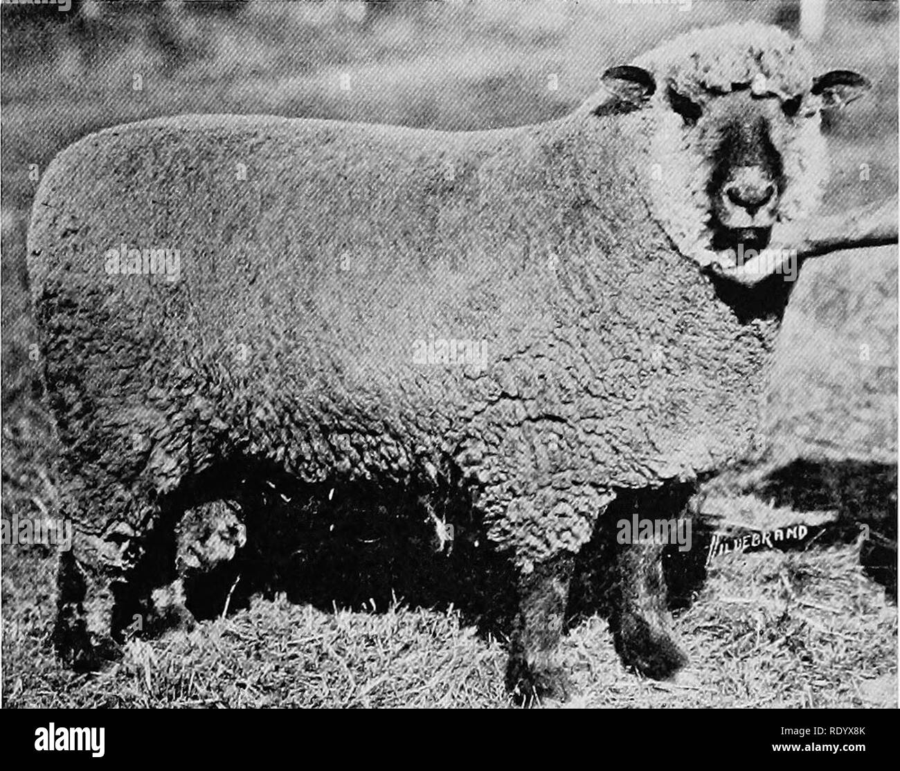 Long neck sheep hi-res stock photography and images - Alamy