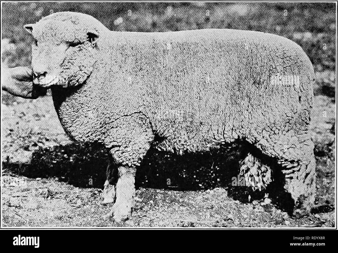 Hornless ram Black and White Stock Photos & Images - Alamy