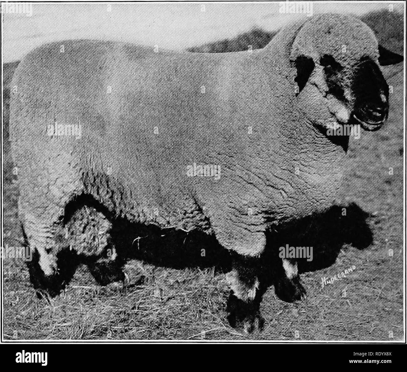 . The fundamentals of live stock judging and selection . Livestock. 394 ...