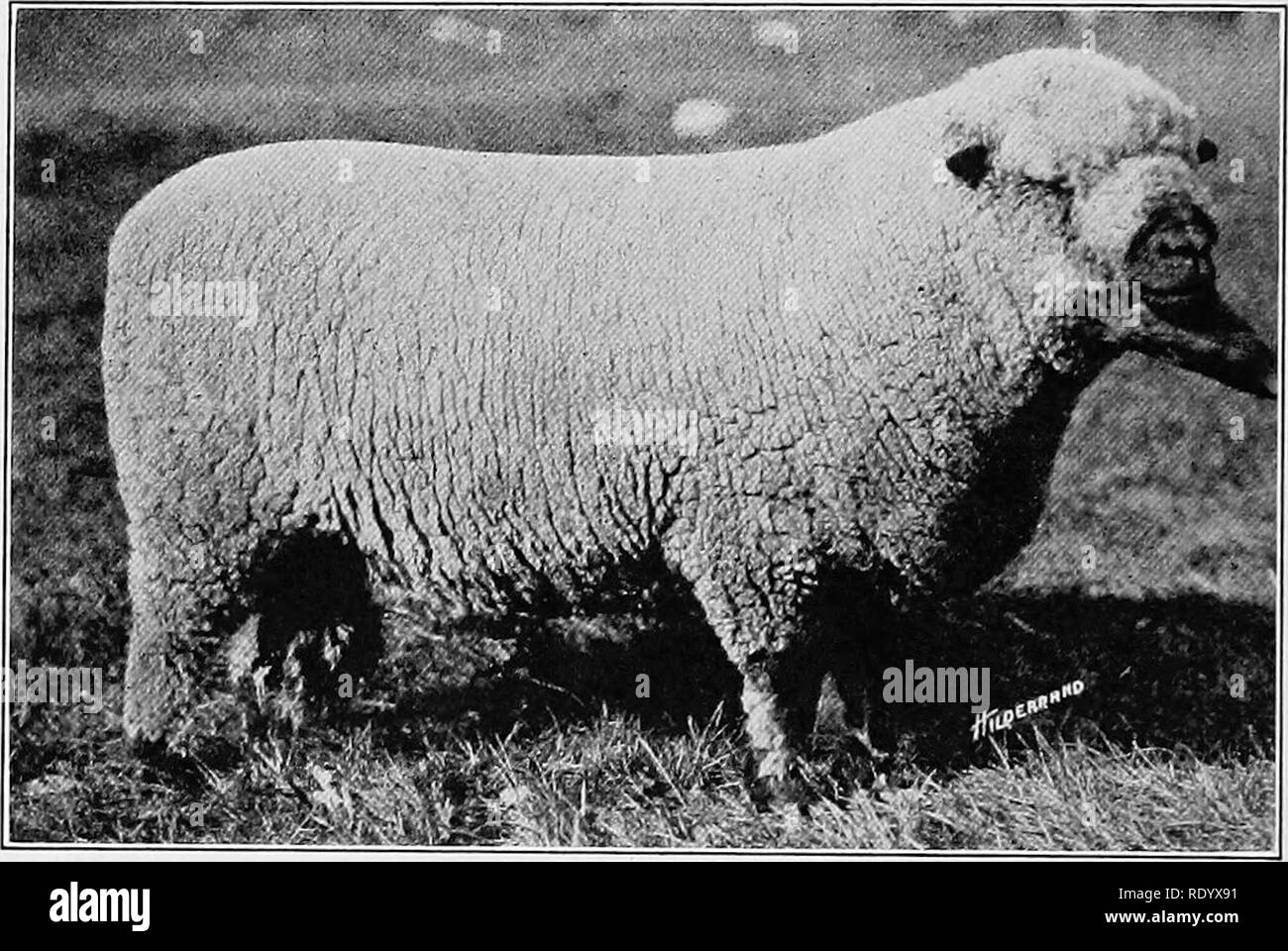 Hornless ram Black and White Stock Photos & Images - Alamy