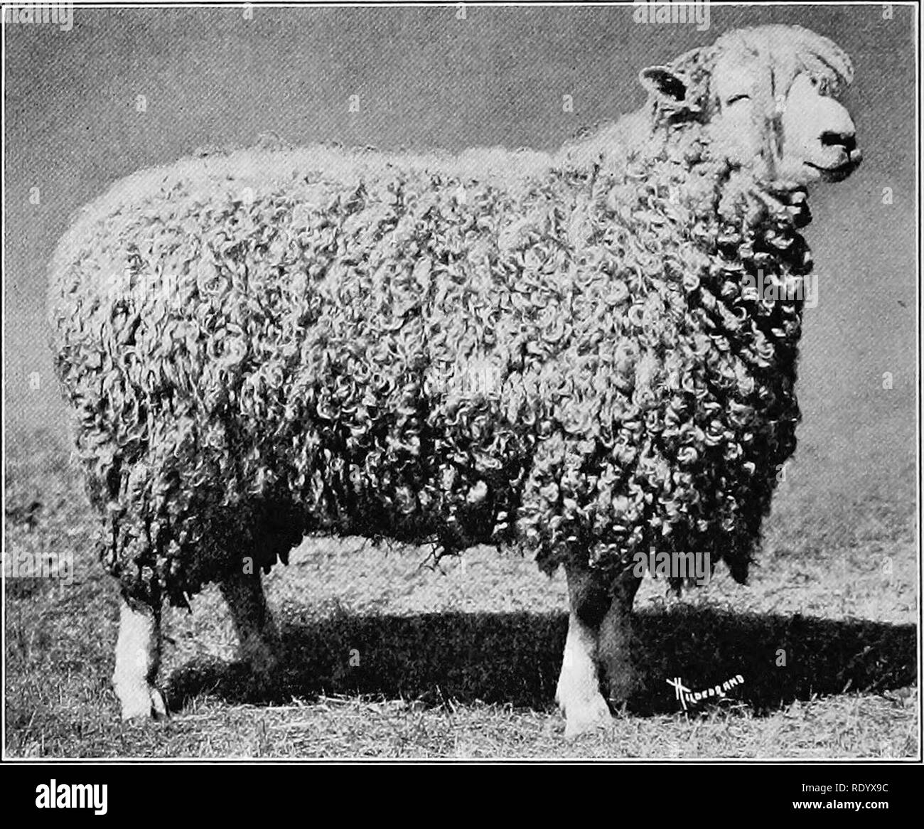 . The fundamentals of live stock judging and selection . Livestock. 386 ...
