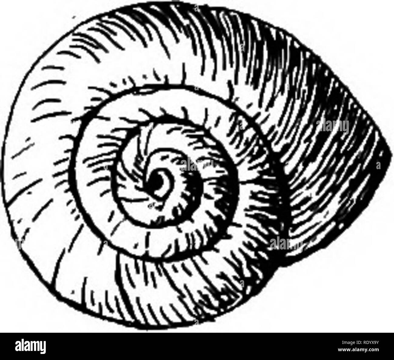 . Goldfish breeds and other aquarium fishes, their care and propagation ...