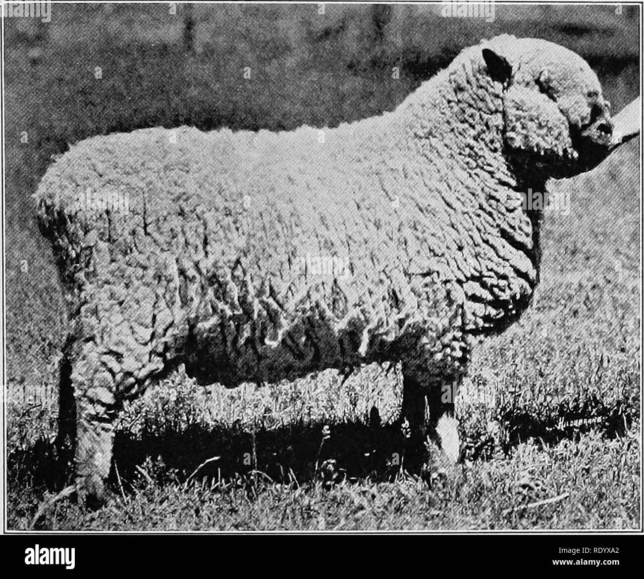 Hand grasping mutton hi-res stock photography and images - Alamy