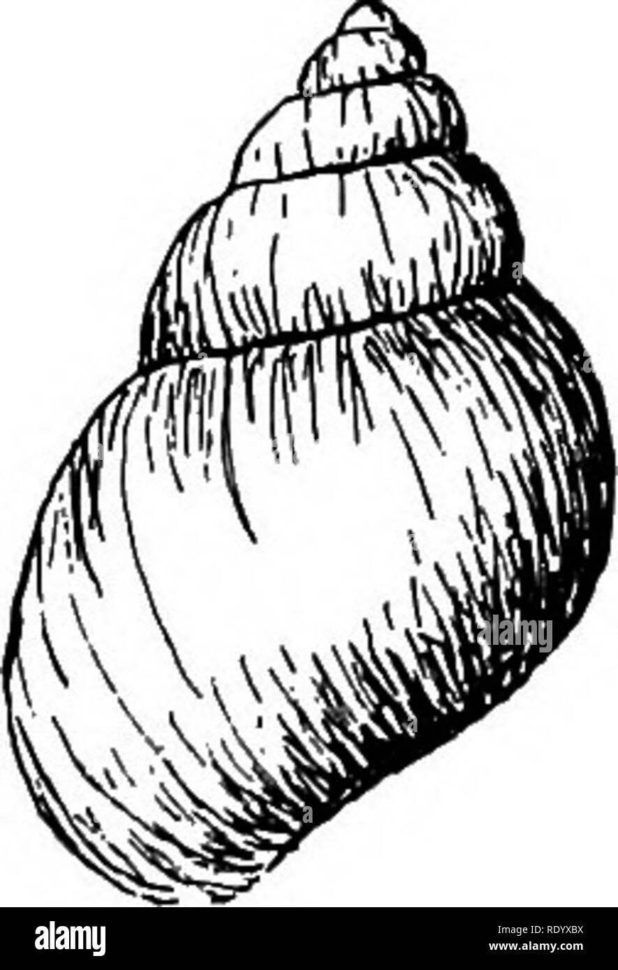 . Goldfish breeds and other aquarium fishes, their care and propagation ...