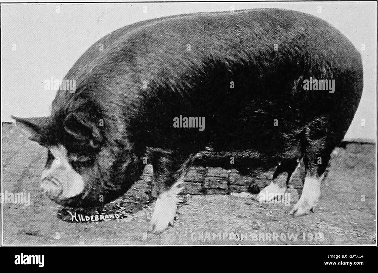 . The fundamentals of live stock judging and selection . Livestock. 322 ...