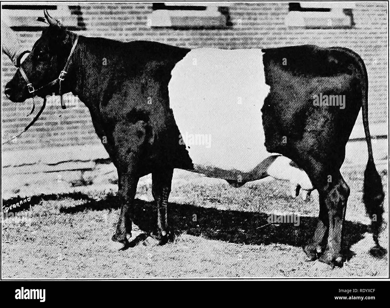 Ayrshire dairy cow Black and White Stock Photos & Images - Alamy