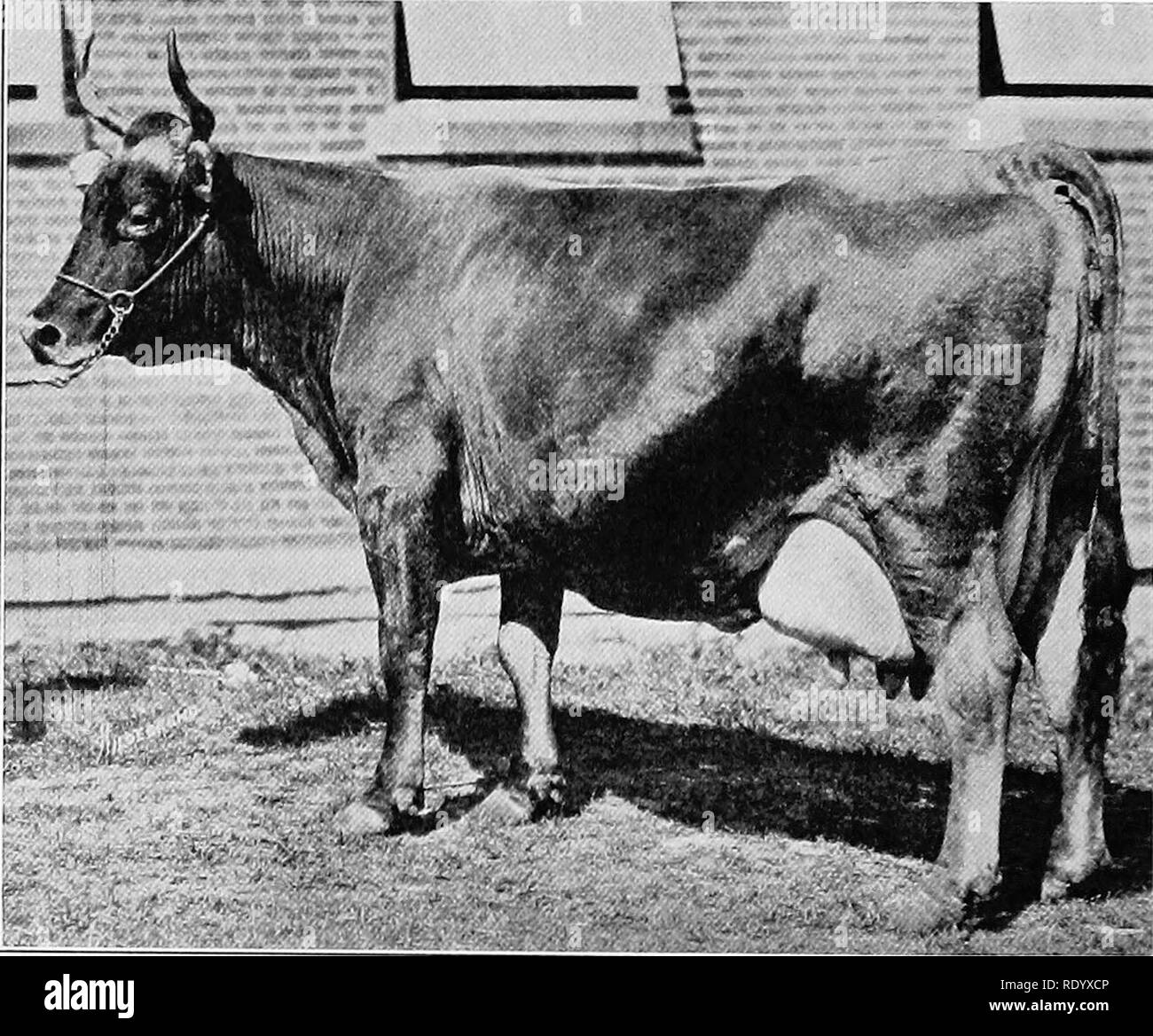 . The fundamentals of live stock judging and selection . Livestock. 306 ...