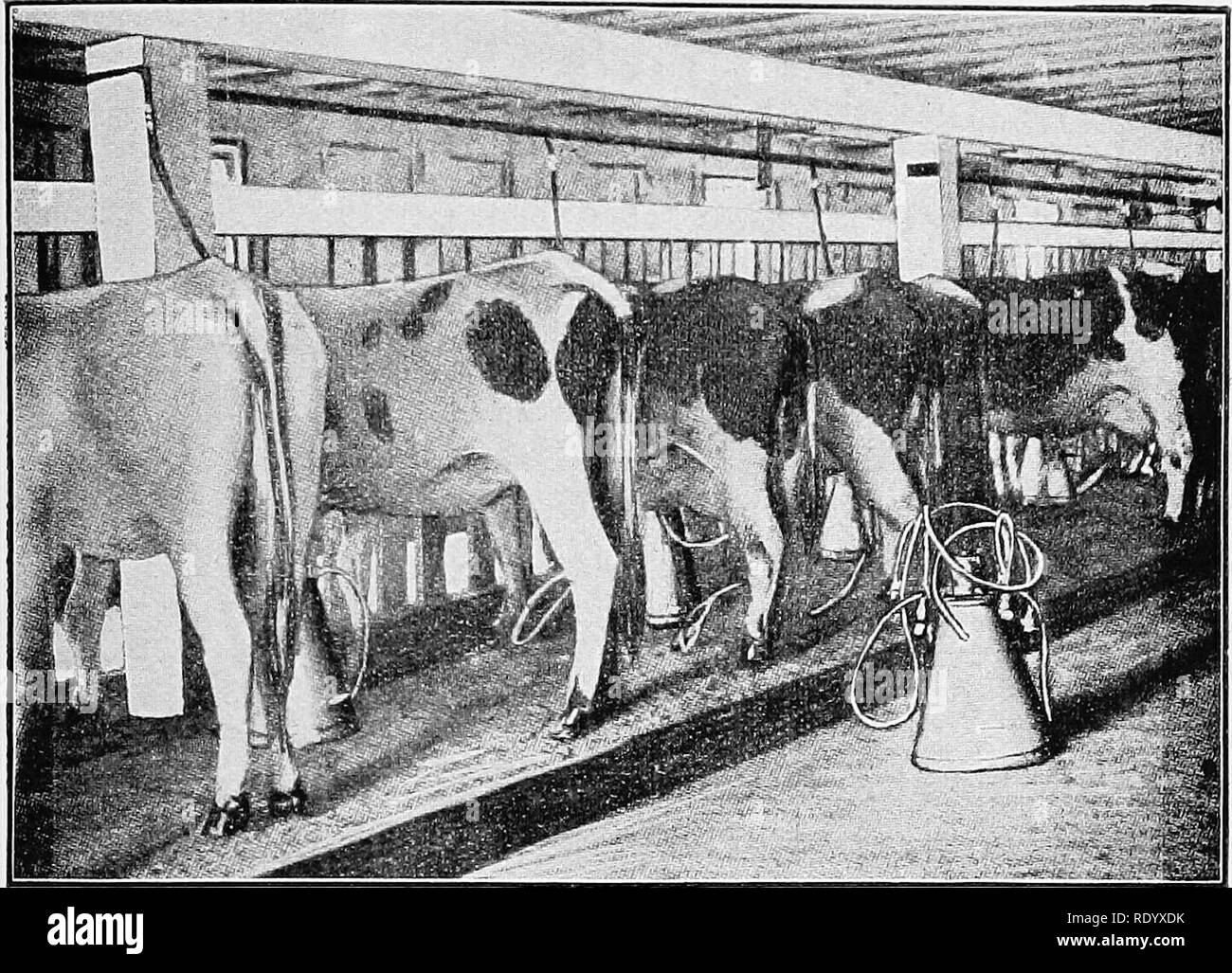 Process milk milking from cow hi-res stock photography and images - Alamy