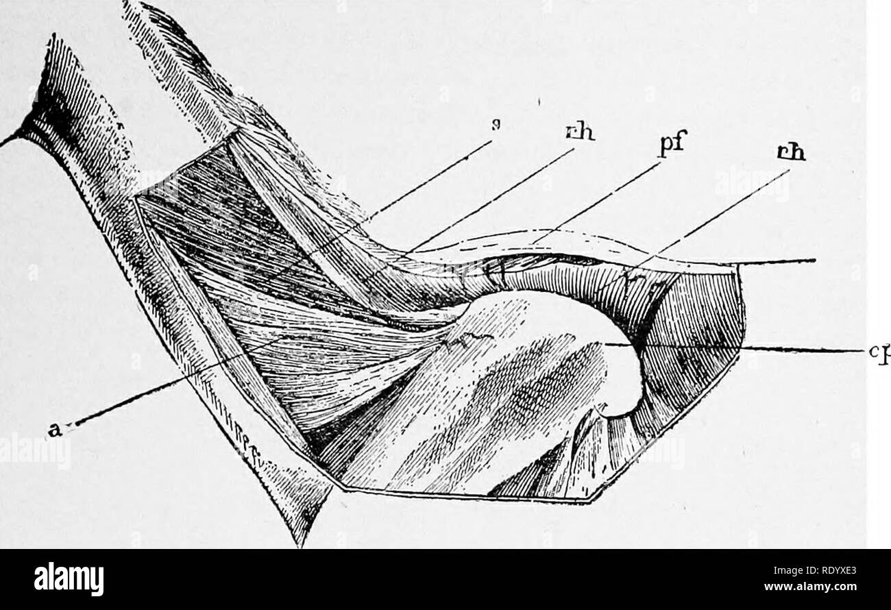 Scapula pig hi-res stock photography and images - Alamy