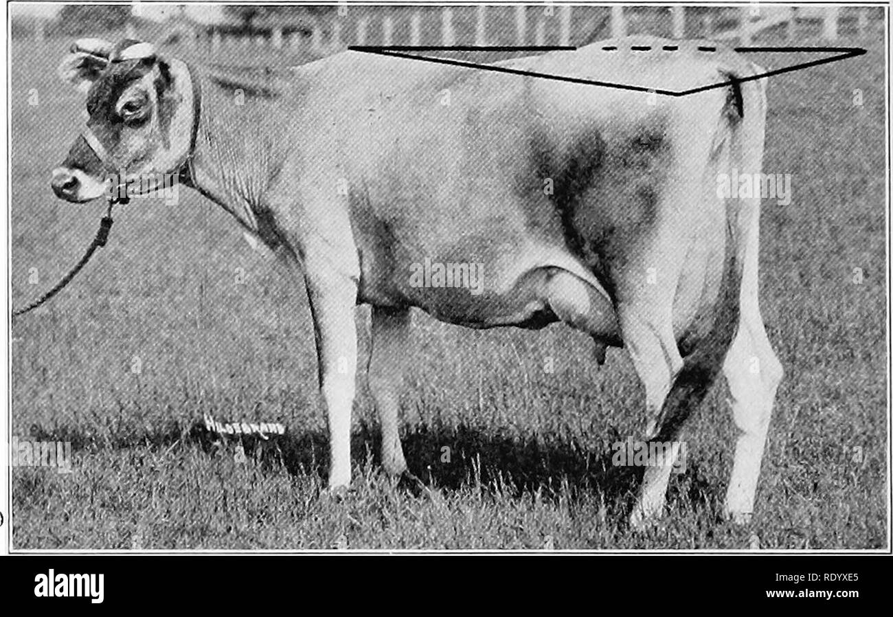 . The fundamentals of live stock judging and selection . Livestock. 276 ...