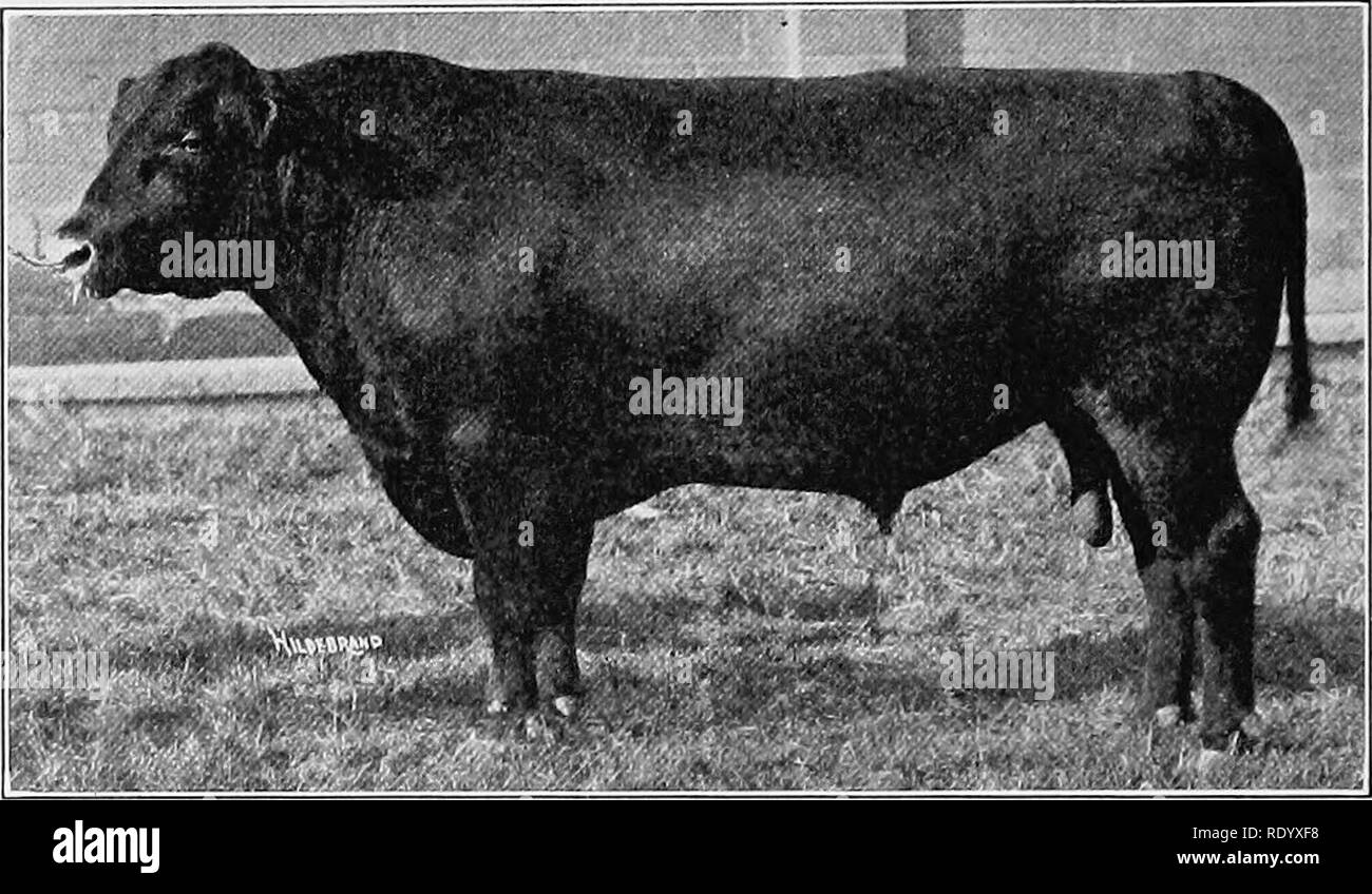 Dual Purpose Breed Of Cattle Black and White Stock Photos & Images - Alamy