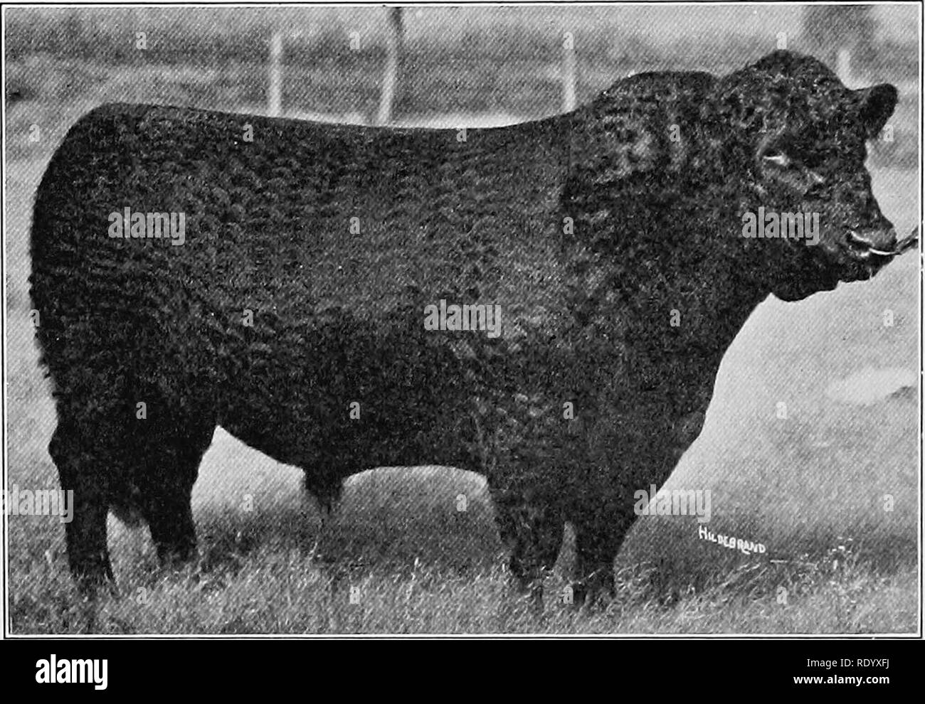 Dual Purpose Breed Of Cattle Black and White Stock Photos & Images - Alamy