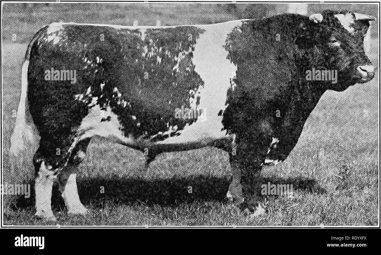 Roan cattle Black and White Stock Photos & Images - Alamy