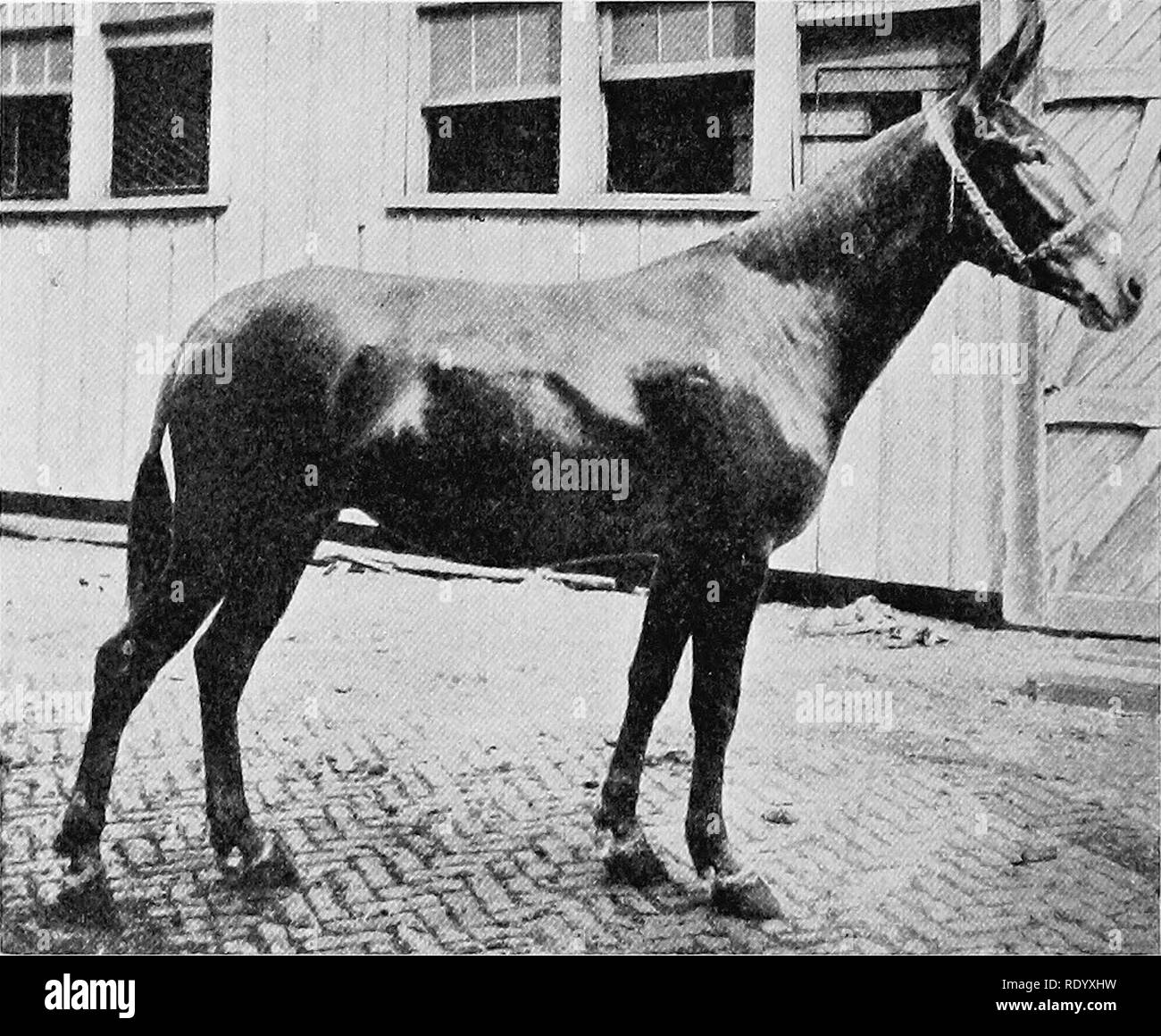 . The fundamentals of live stock judging and selection . Livestock. 208 ...