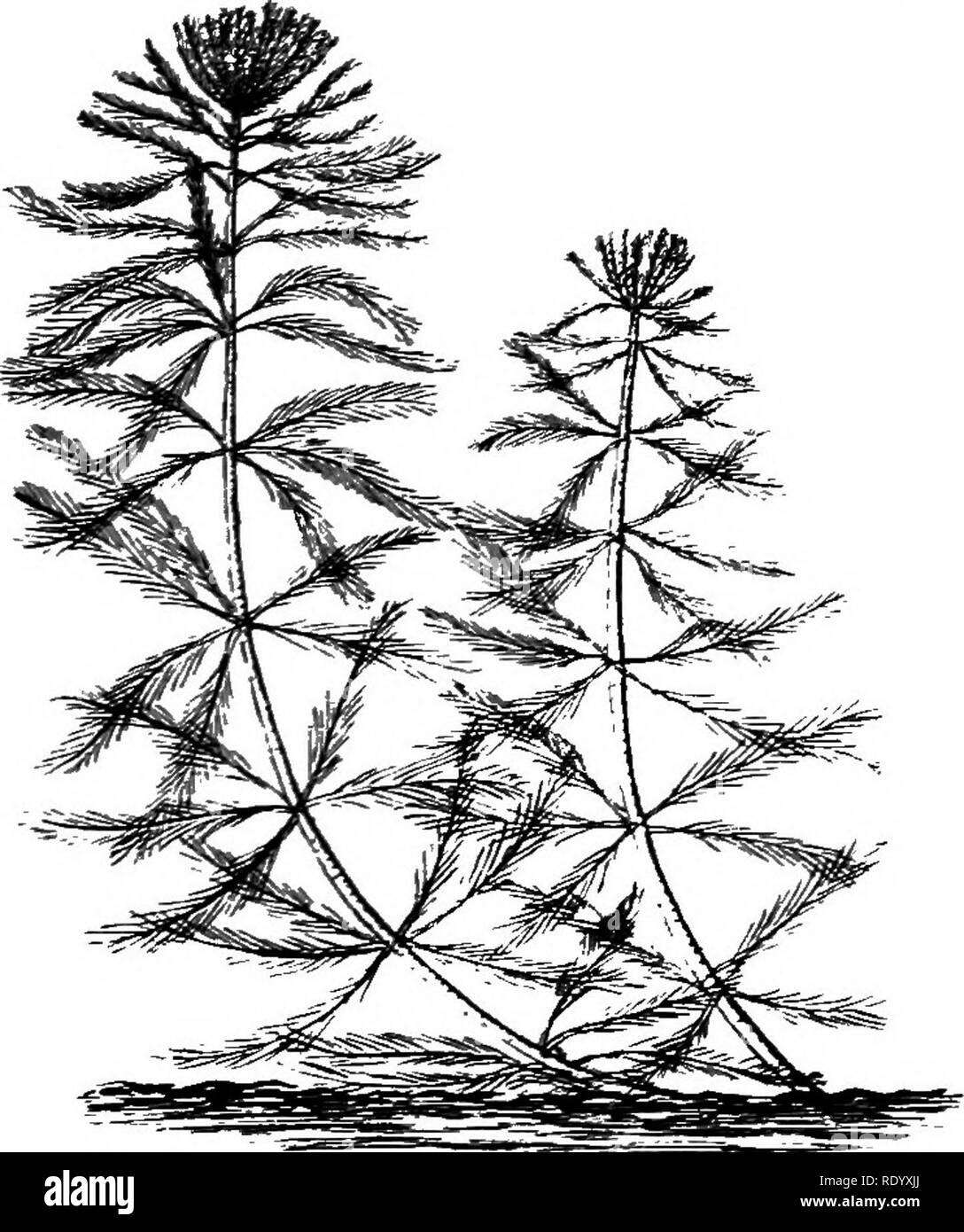 Pectinate leaves Black and White Stock Photos & Images - Alamy