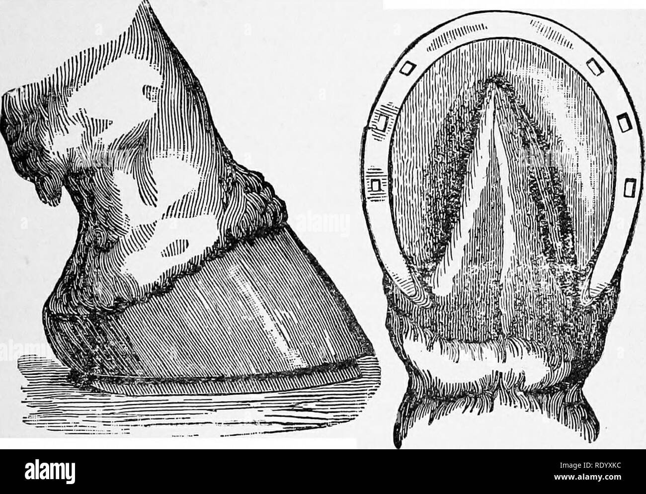 Frog surgery hi-res stock photography and images - Alamy