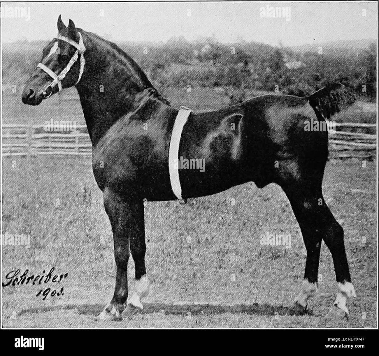 Welsh pony of cob type hi-res stock photography and images - Alamy
