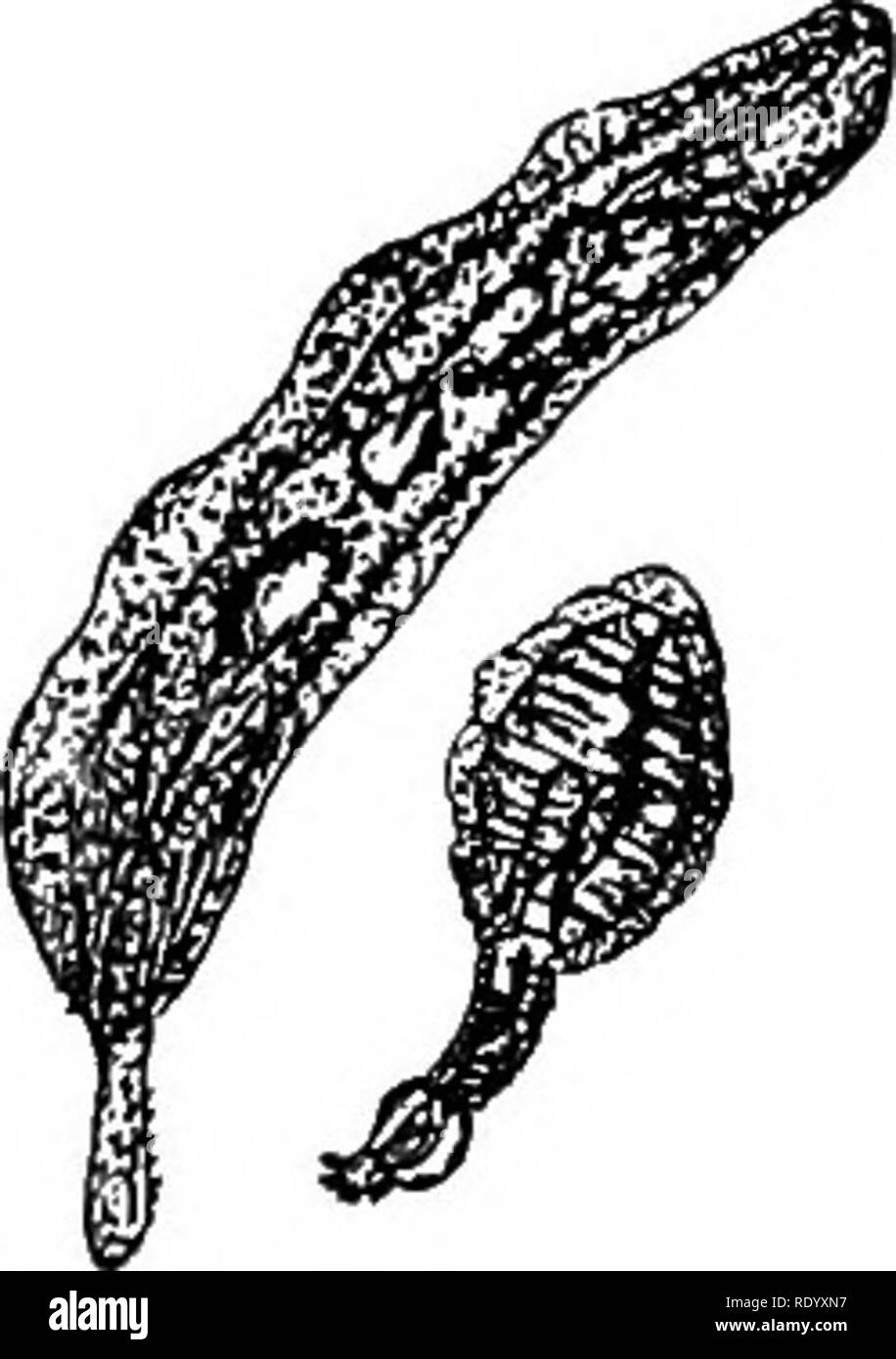 Marine parasite Black and White Stock Photos & Images - Alamy